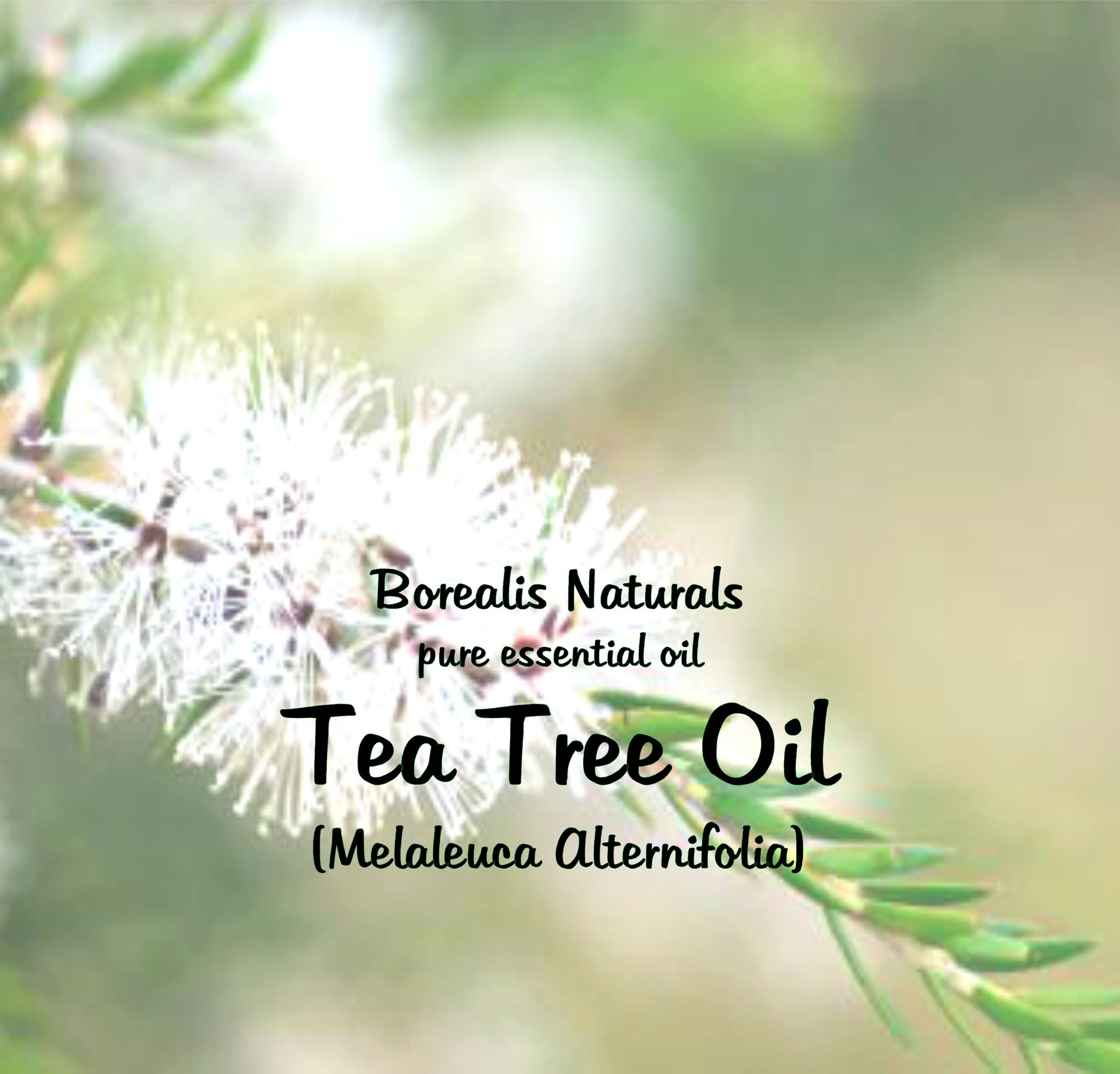 Melaleuca Alternifolia Tea Tree Oil